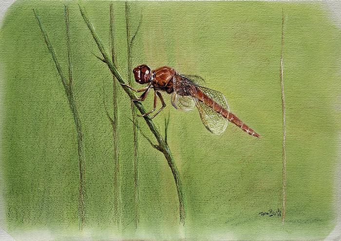 Libélula - Arte-Online